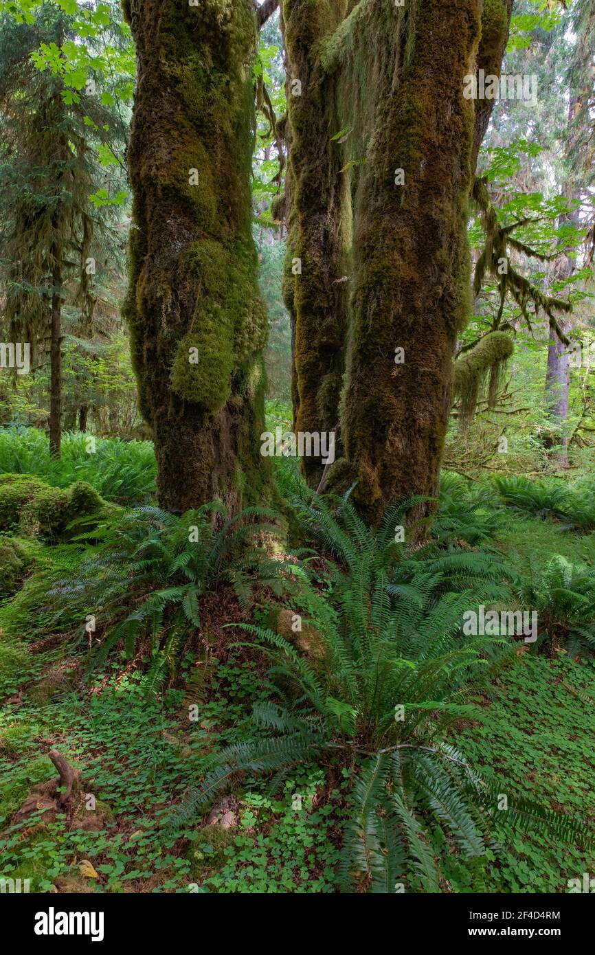 Rainforest ecosystem hi-res stock photography and images - Alamy