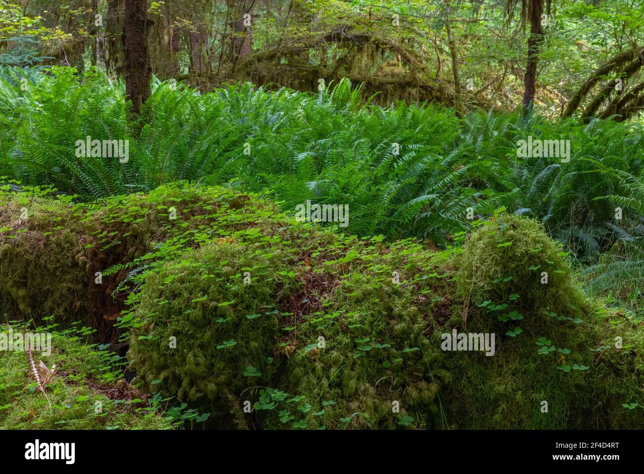 Temperate Rainforest Ecosystem High Resolution Stock Photography and ...