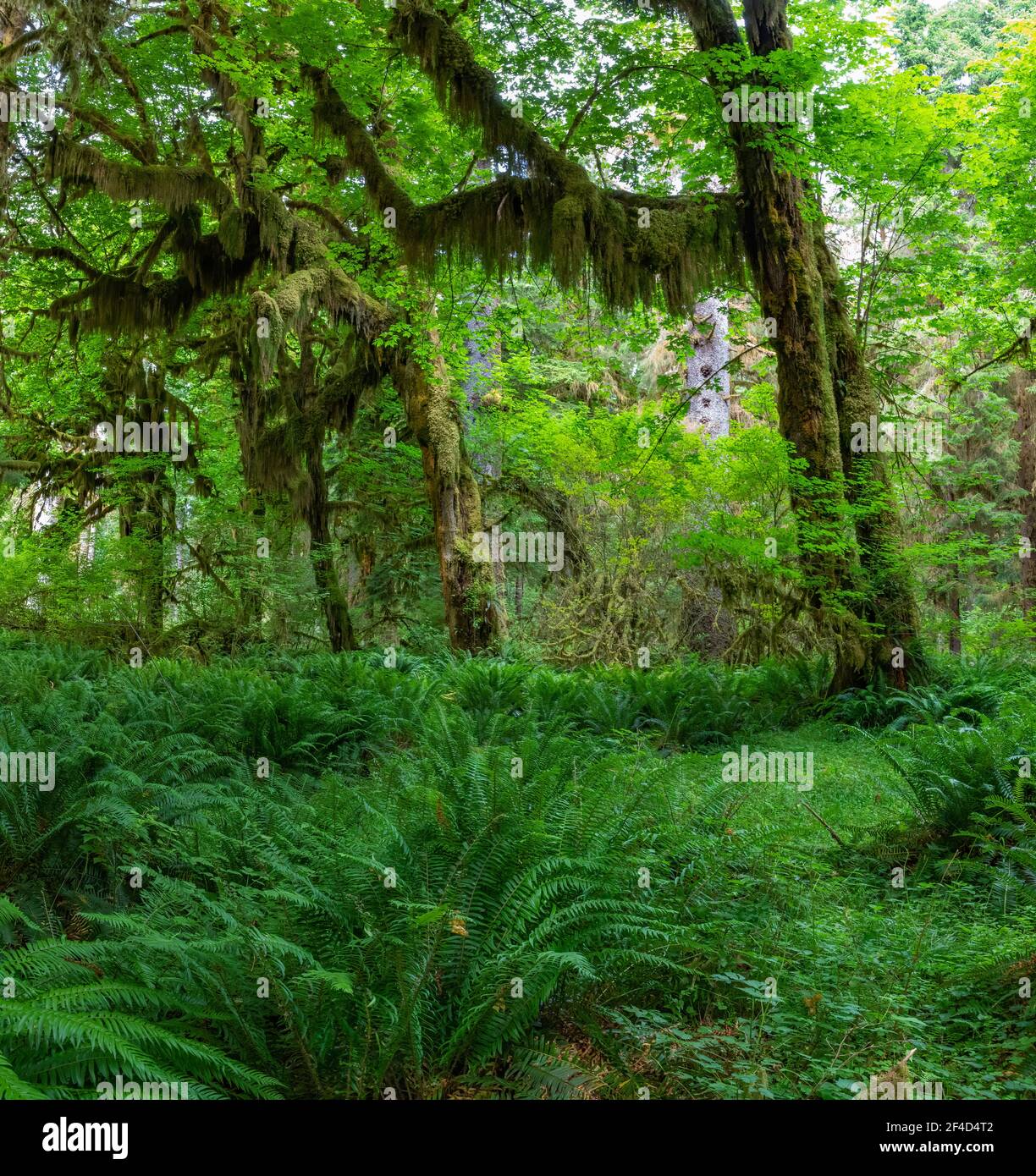 Temperate Rainforest Ecosystem High Resolution Stock Photography and ...