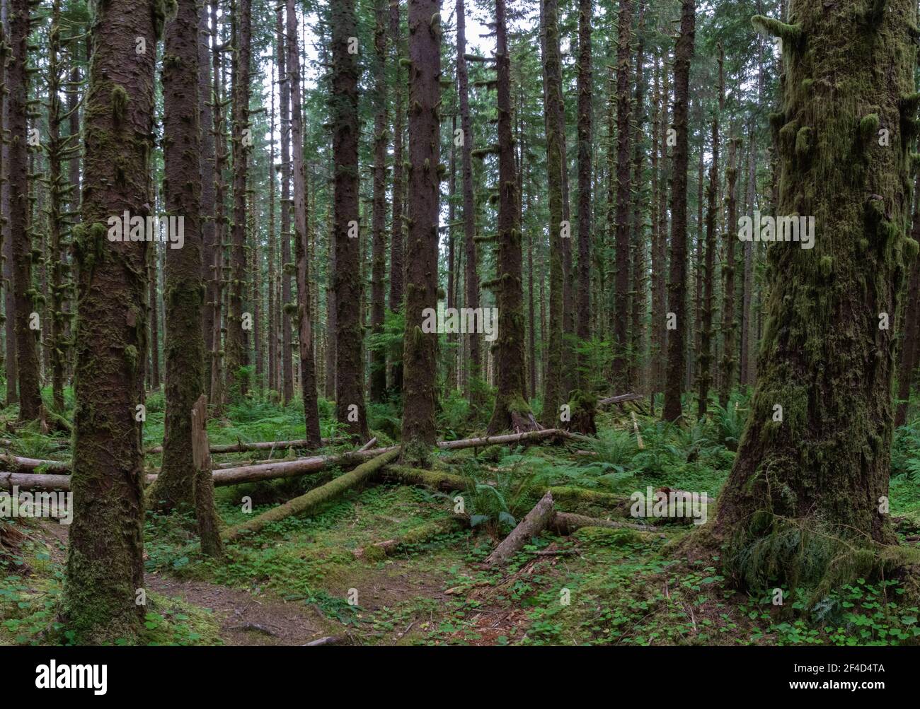 Temperate Rainforest Ecosystem High Resolution Stock Photography and ...