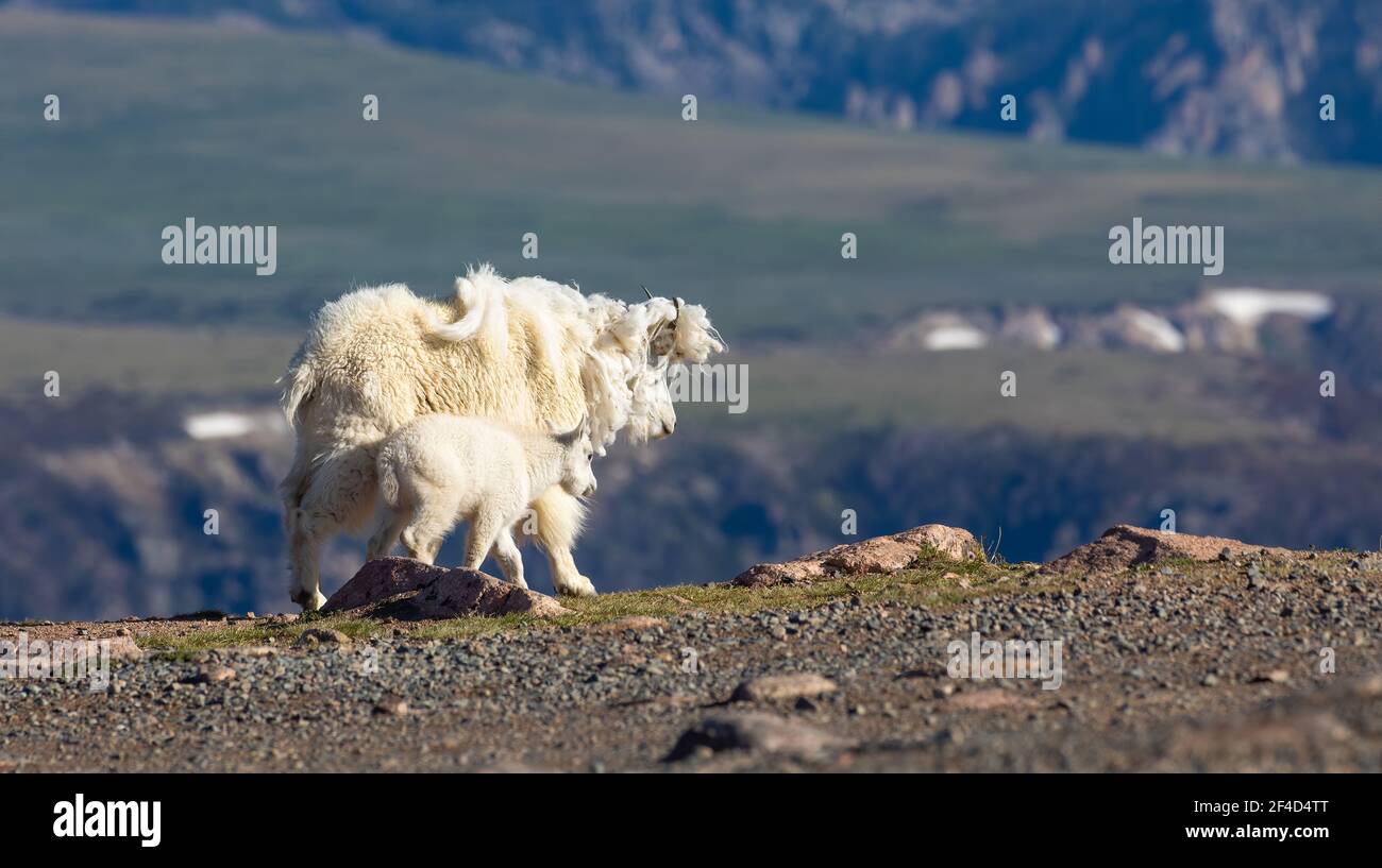 Baby goat mother hi-res stock photography and images - Alamy