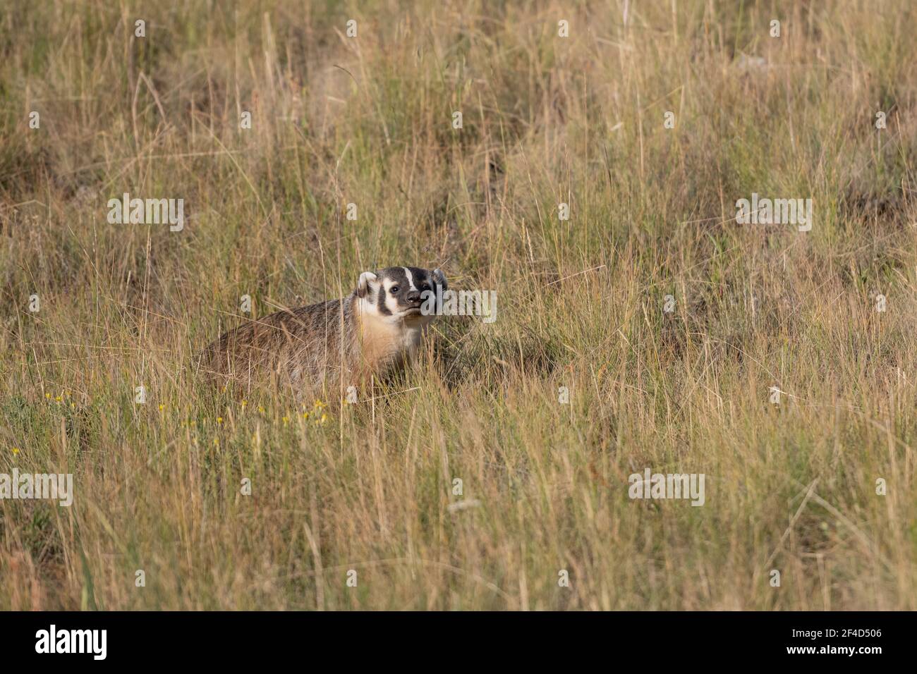 Badger in Tall Grass Looks Toward the Camera in Yellowstone National ...