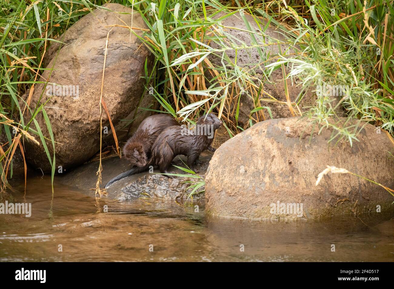 Two animals mammals hi-res stock photography and images - Alamy