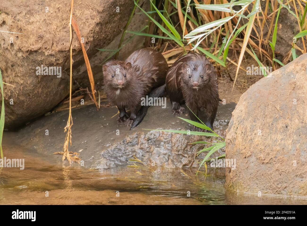 Wild mink hi-res stock photography and images - Alamy