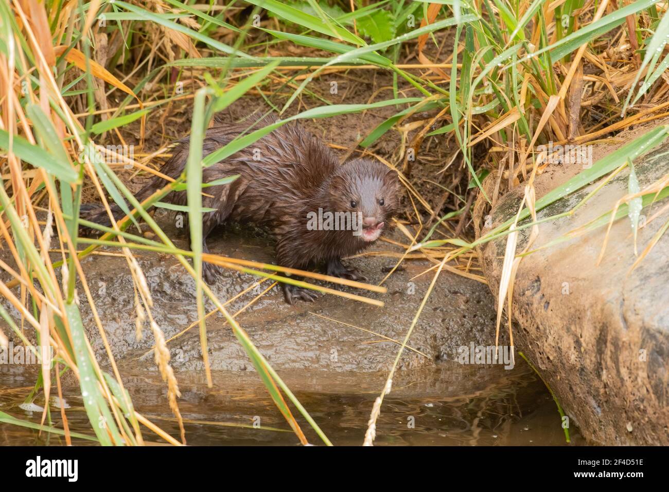Wet mink hi-res stock photography and images - Alamy