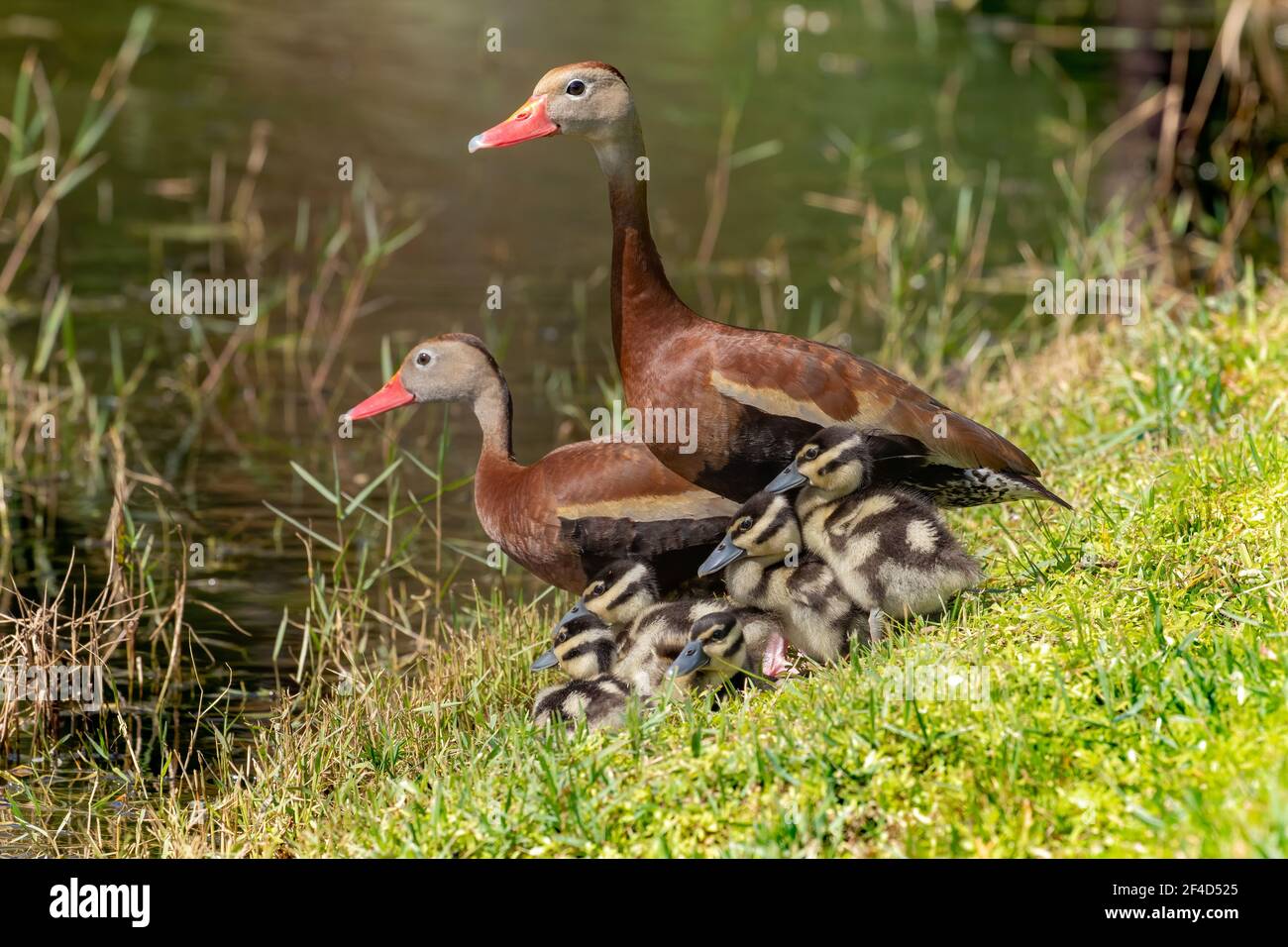 Mexican duck hi-res stock photography and images - Alamy