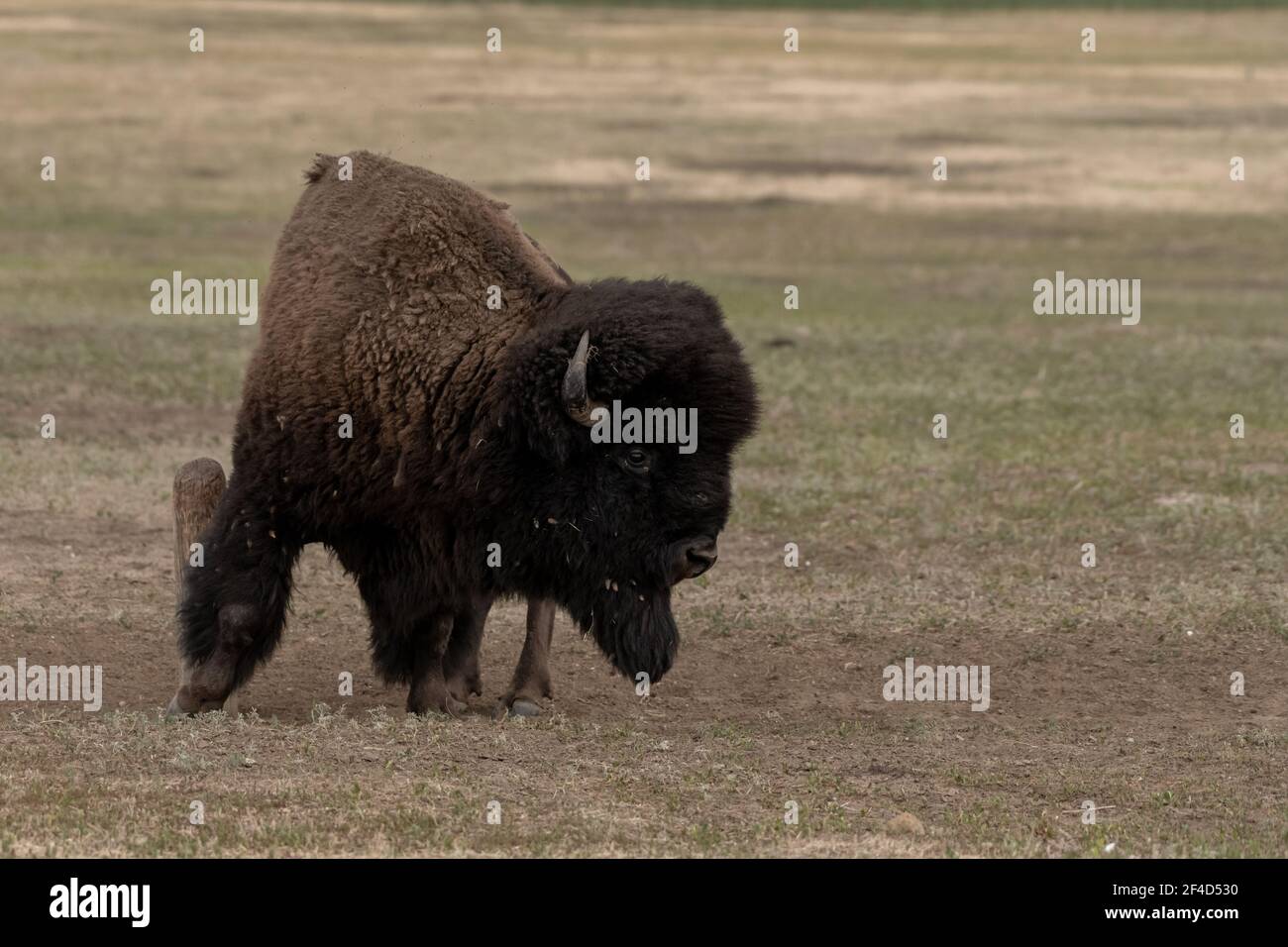 Wallowing bison hi-res stock photography and images - Alamy