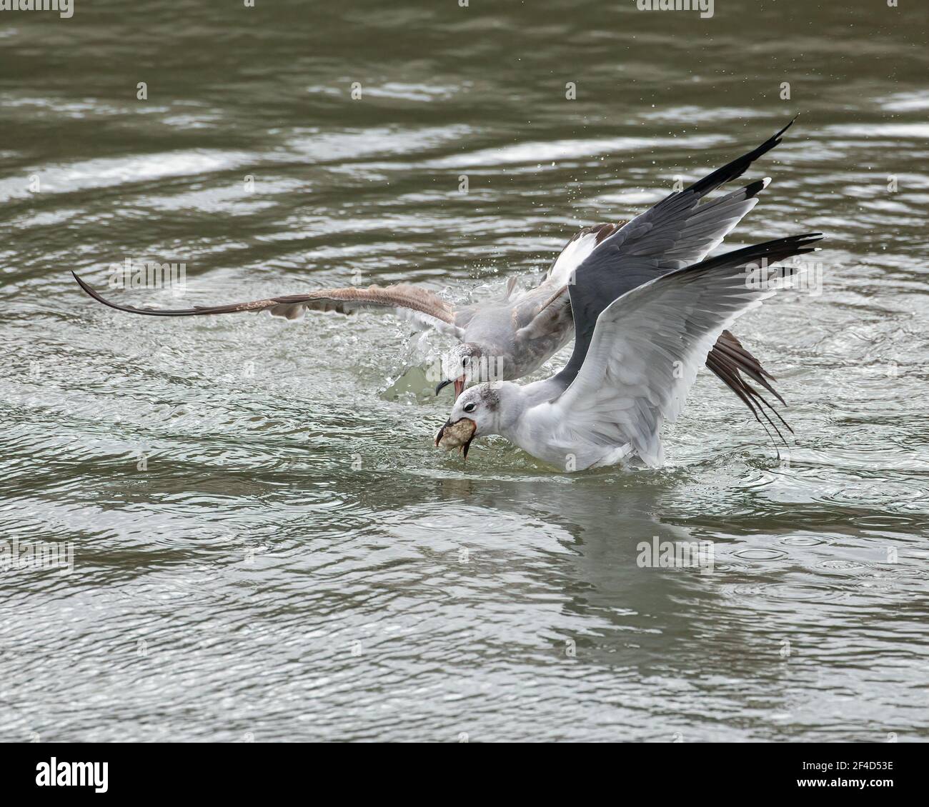 Bird and animal fighting over food hi-res stock photography and images ...