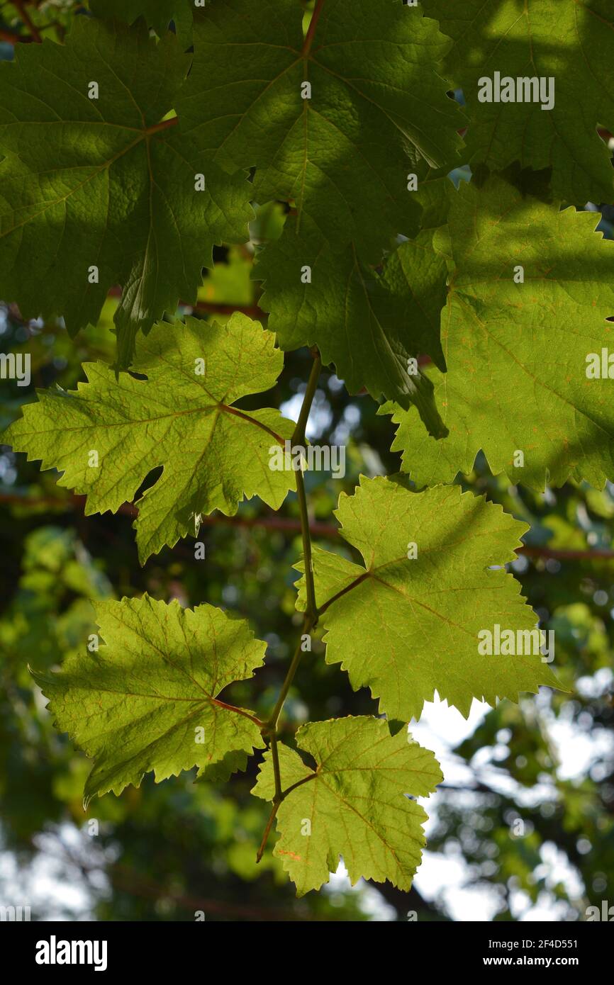 Grapes on the tree hi-res stock photography and images - Alamy