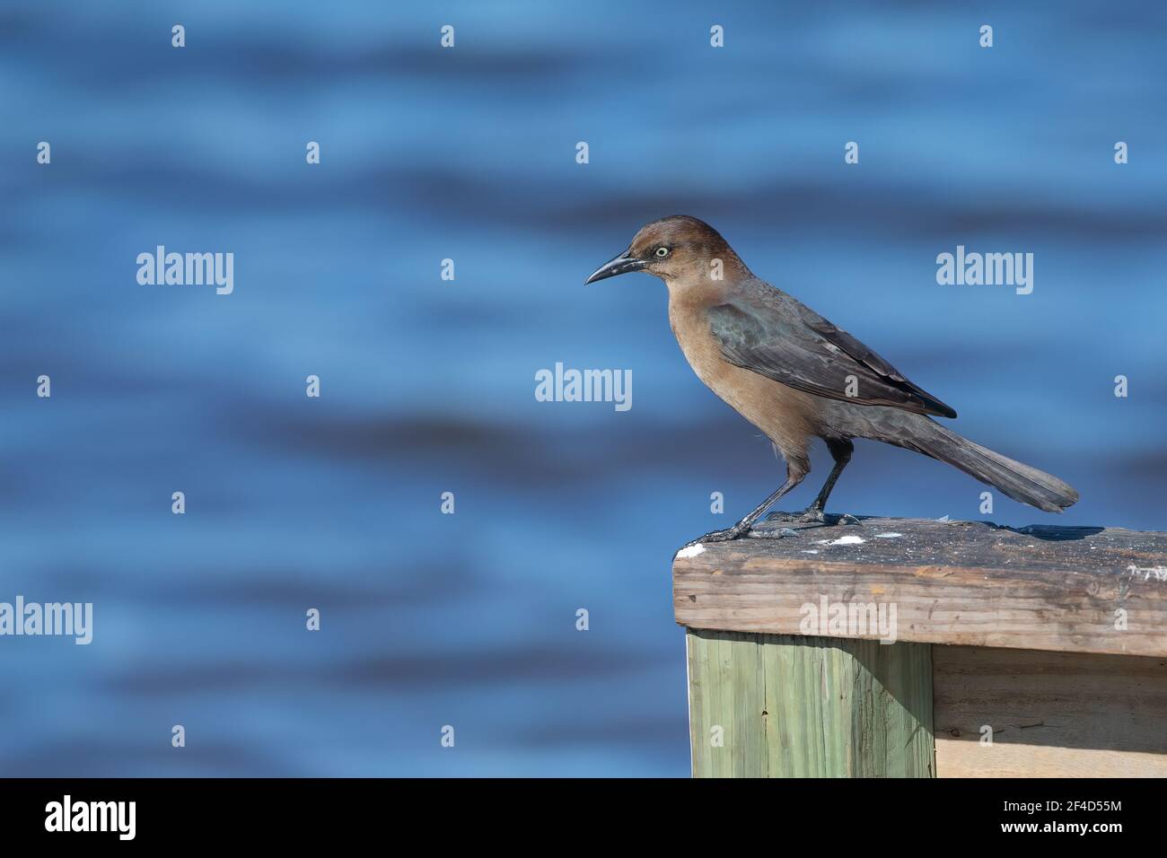 Female grackle hi-res stock photography and images - Alamy