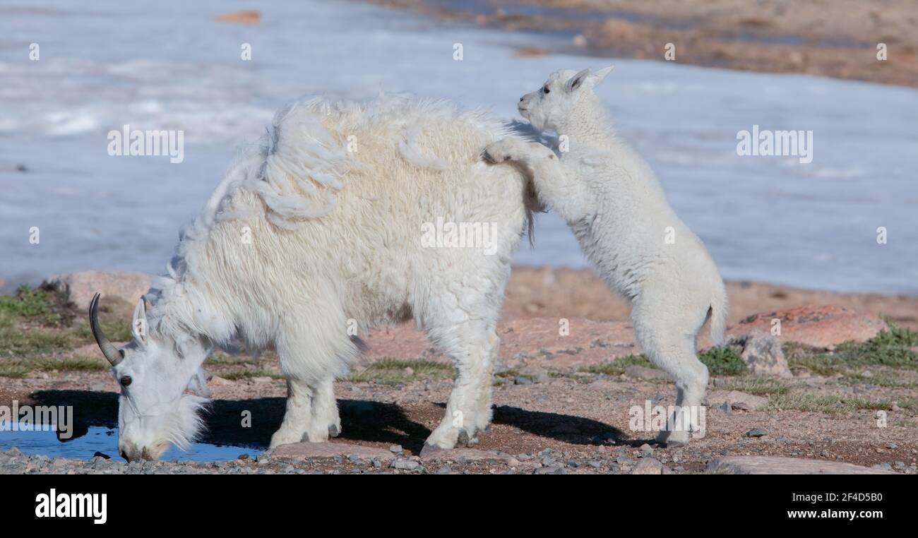 Baby goat mother hi-res stock photography and images - Alamy