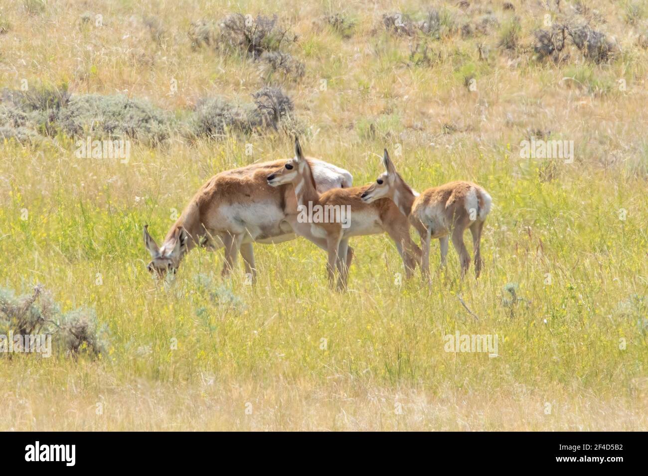 Baby pronghorns hi-res stock photography and images - Alamy