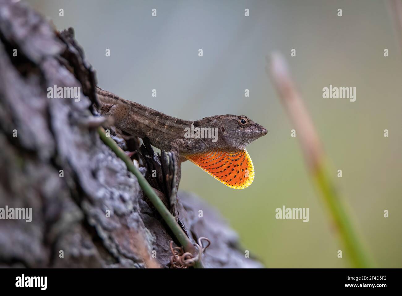 Yellow dewlap hi-res stock photography and images - Alamy