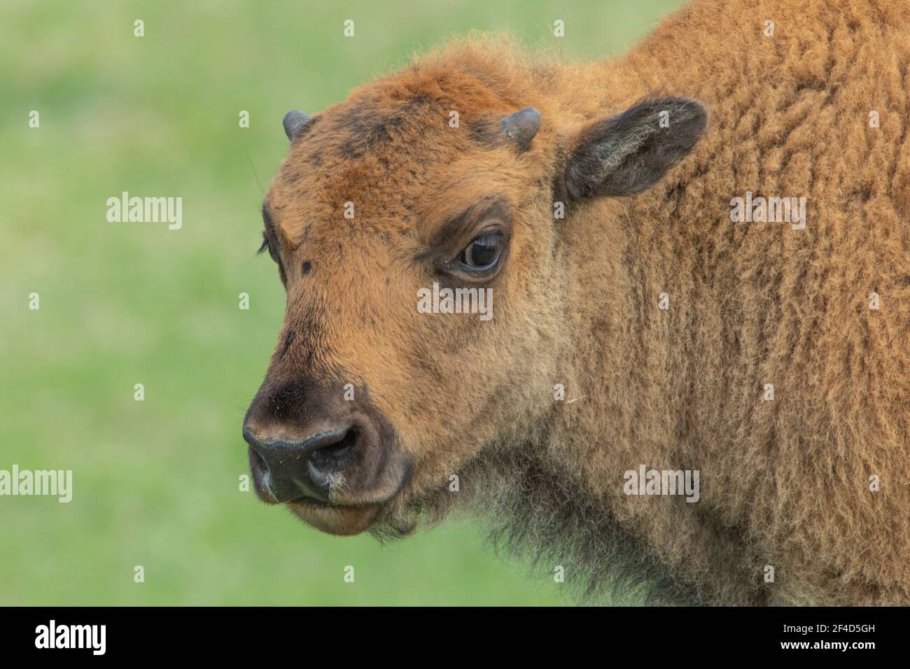Baby bison custer park hi-res stock photography and images - Alamy