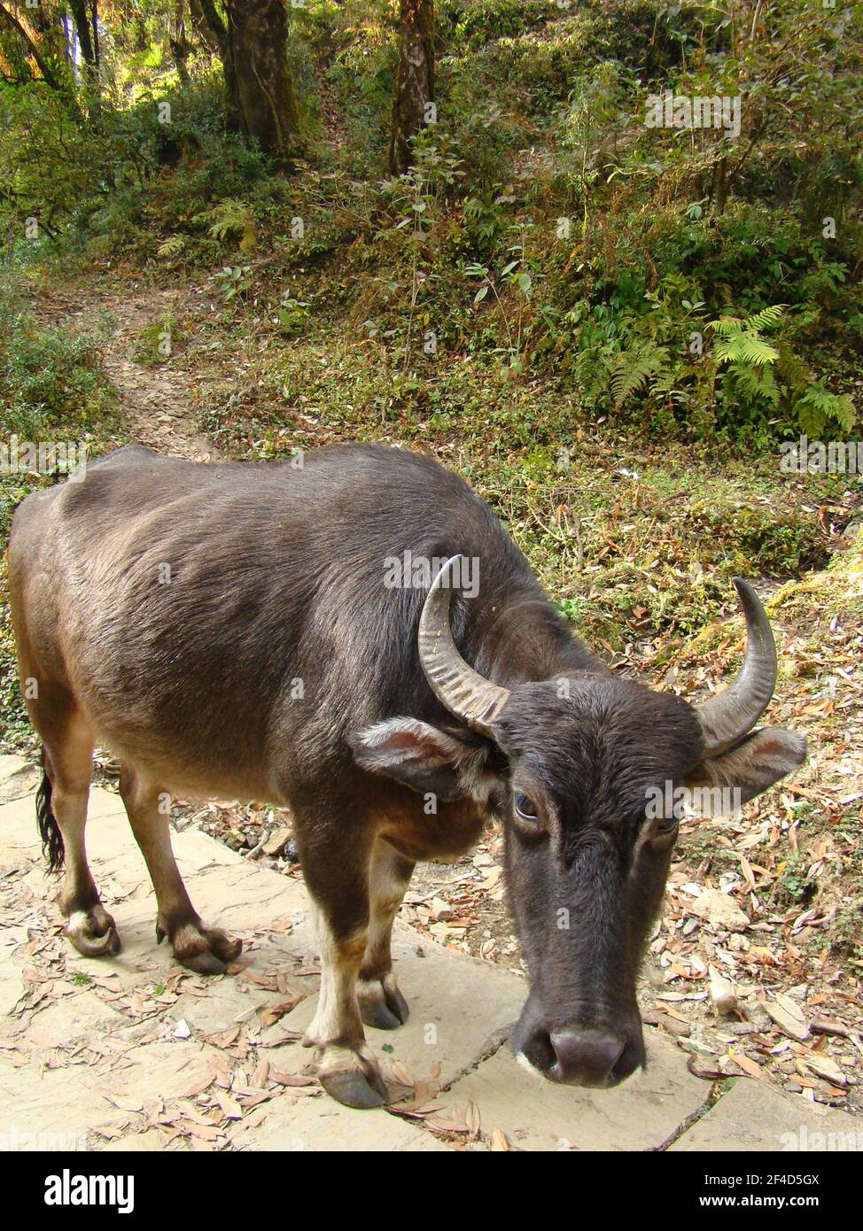Nepalese cattle breeds hi-res stock photography and images - Alamy