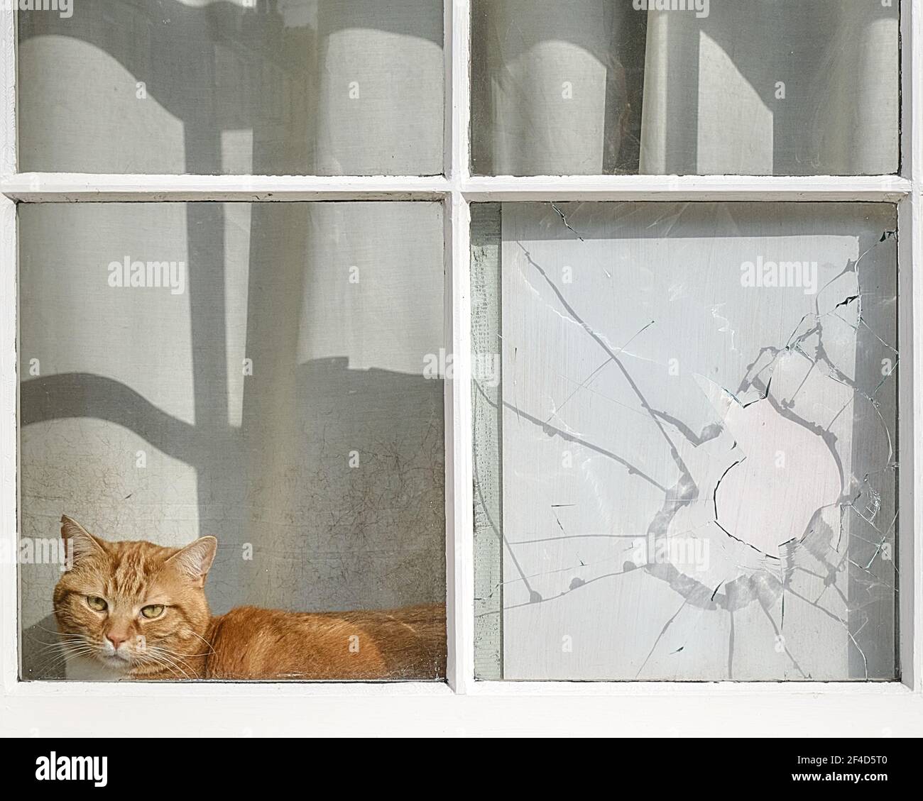 Cat sitting in a house window in Saltaire, West Yorkshire. UK. One pane ...