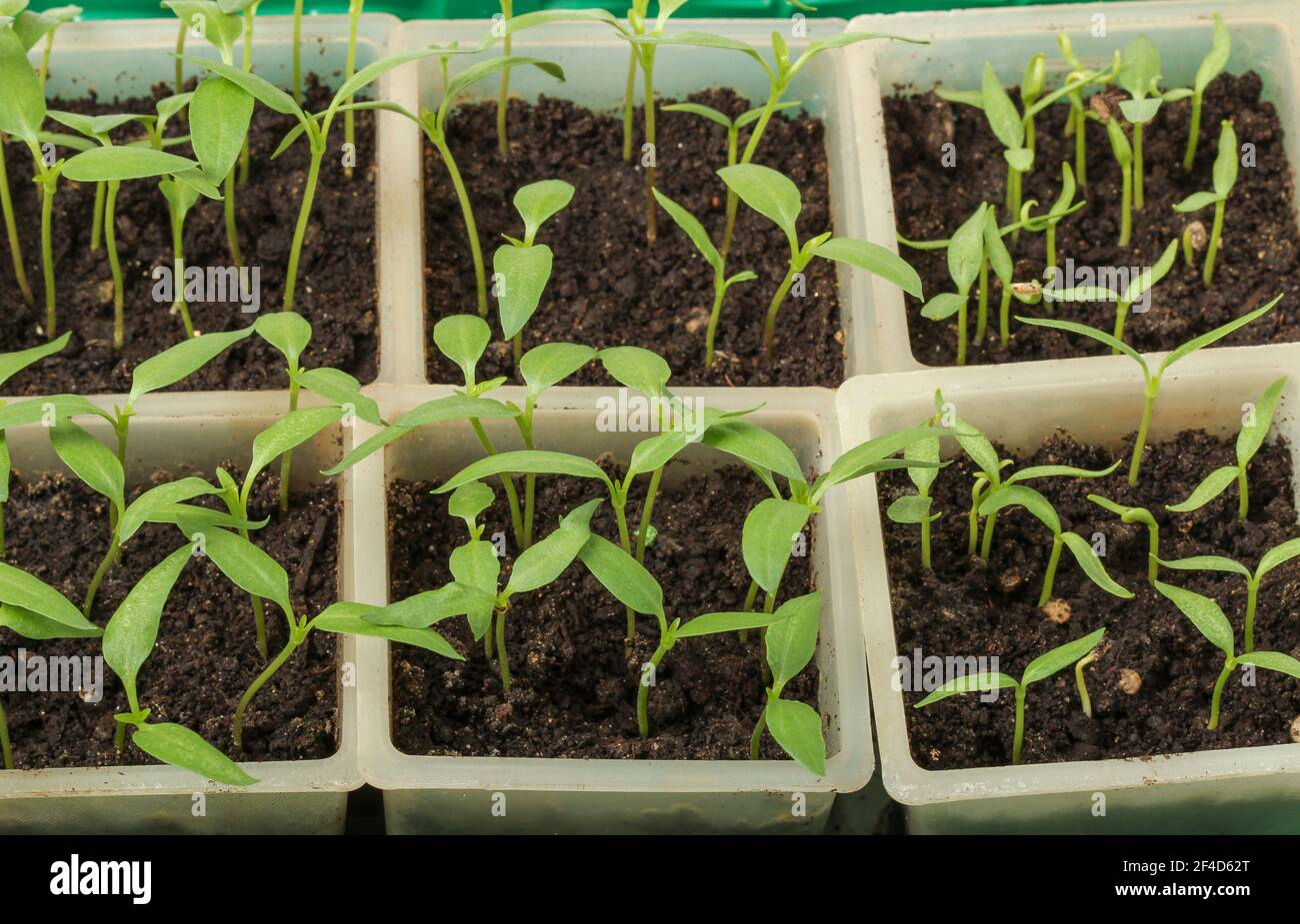 Green sprouts of peppers in seedling pots Stock Photo - Alamy