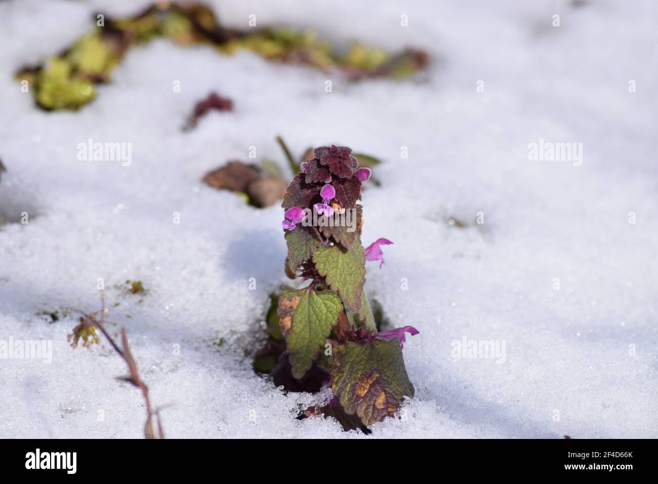 purple Dead nettle in late Snow Stock Photo - Alamy