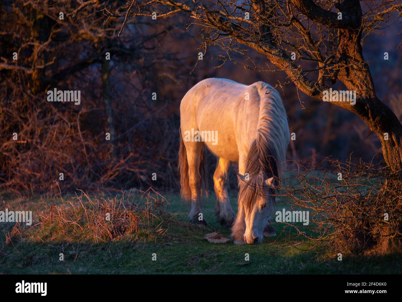 White Horse In Warm Sunset Light Stock Photo Alamy white-horse-in-warm-sunset-light-stock-photo-alamy