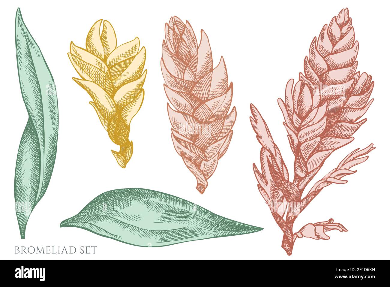 Vector set of hand drawn pastel bromeliad Stock Vector Image & Art - Alamy