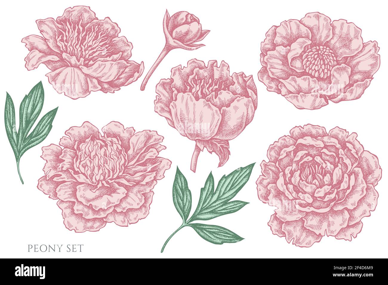 Vector set of hand drawn pastel peony Stock Vector Image & Art - Alamy