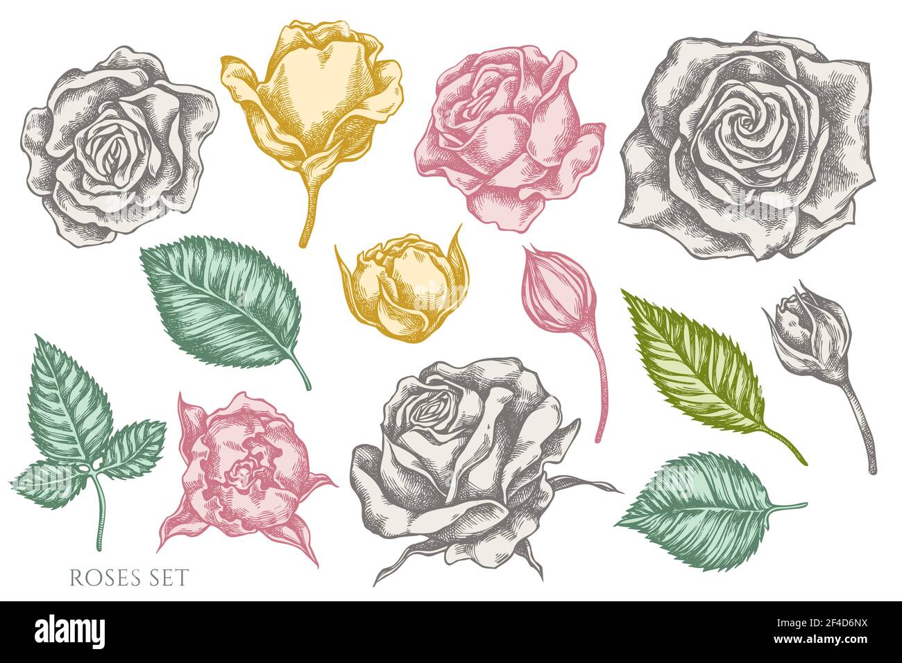 Vector set of hand drawn pastel roses Stock Vector Image & Art - Alamy
