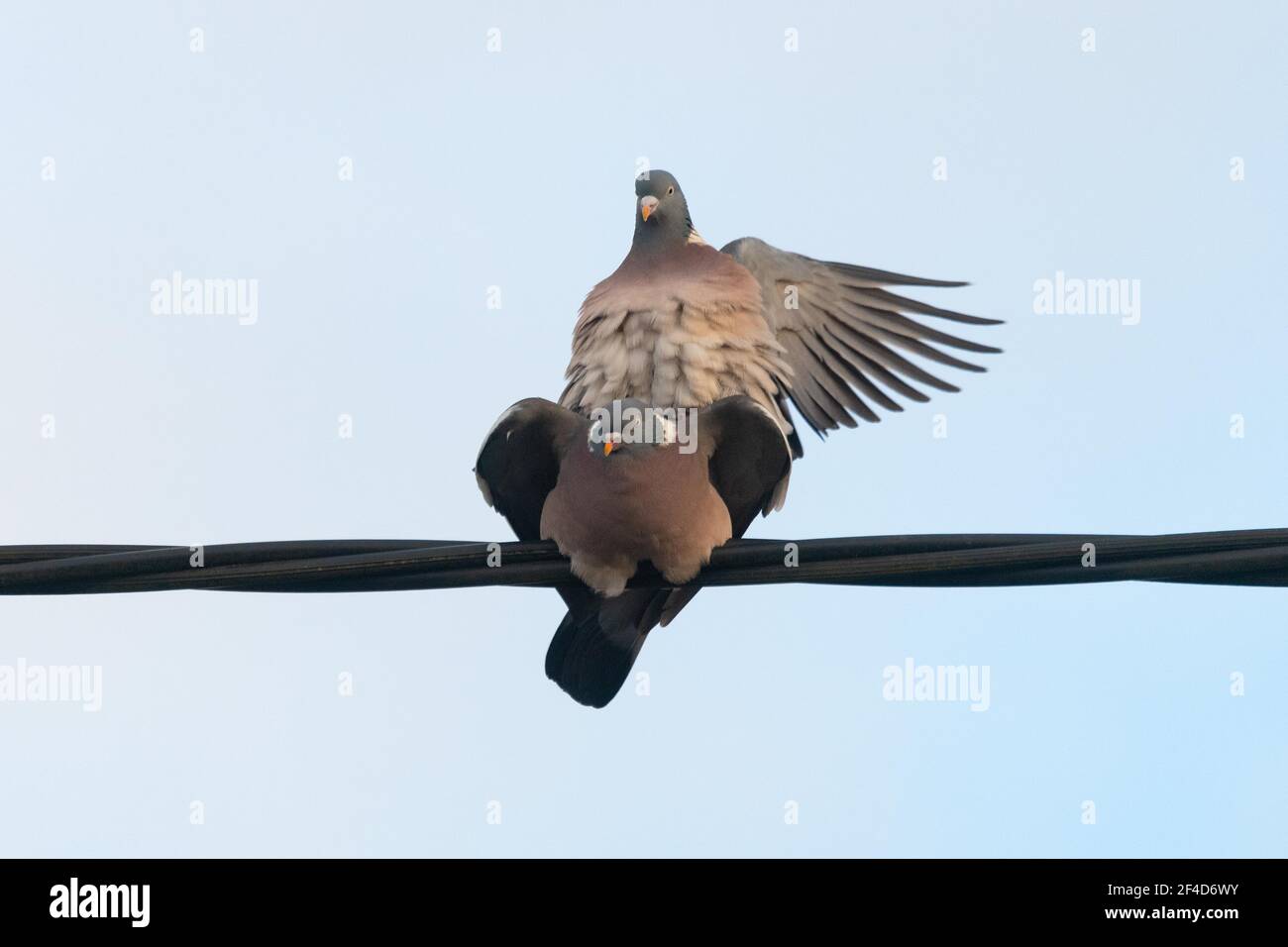 Wood pigeons mating hi-res stock photography and images - Alamy