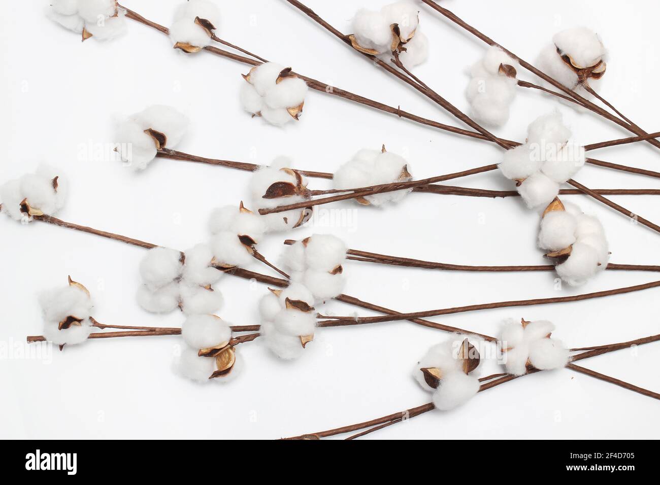 Cotton flowers hi-res stock photography and images - Alamy