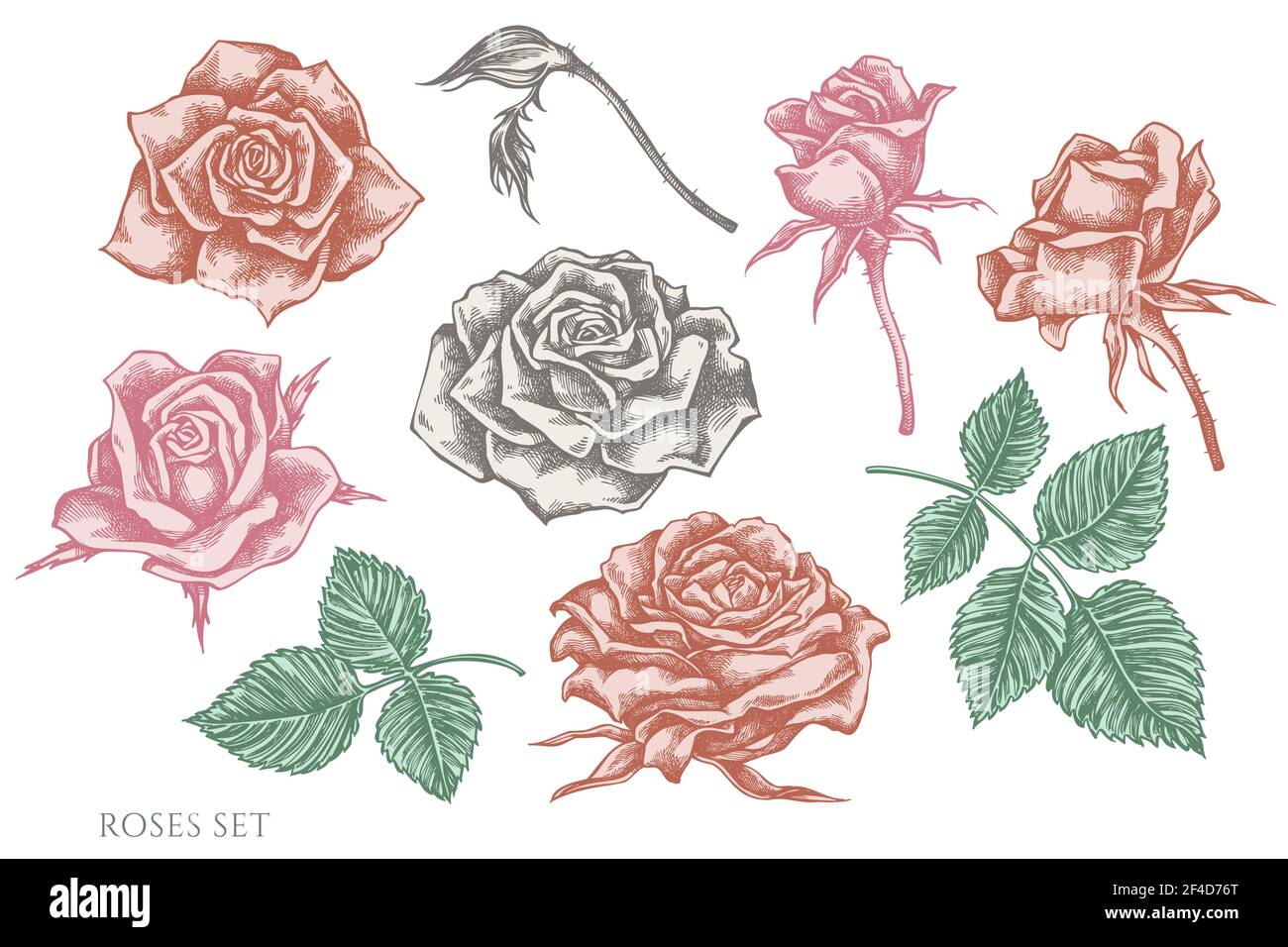 Vector set of hand drawn pastel roses Stock Vector Image & Art - Alamy