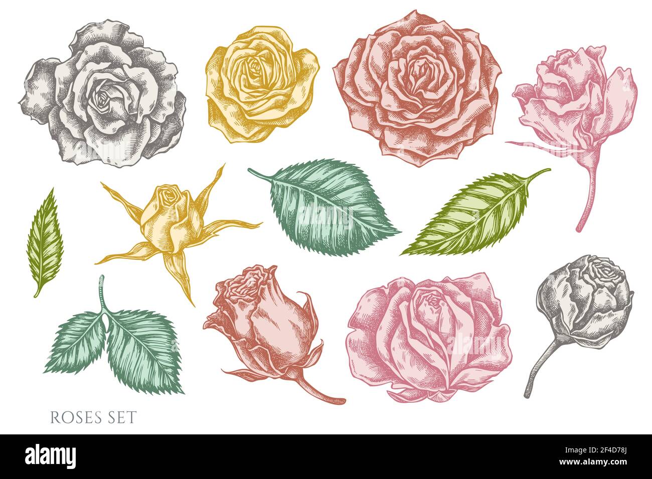 Vector set of hand drawn pastel roses Stock Vector Image & Art - Alamy