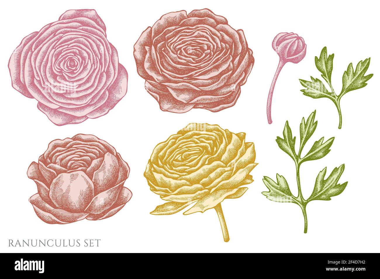 Vector set of hand drawn pastel ranunculus Stock Vector Image & Art - Alamy
