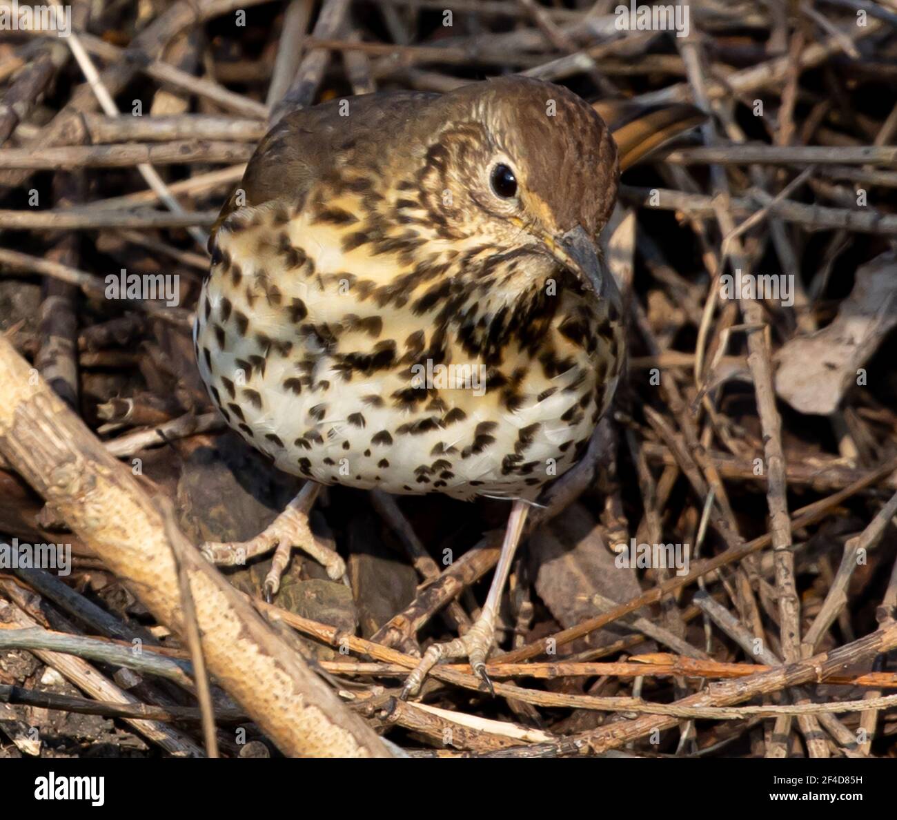 A top view closeup of a tiny bird standing in the middle of dried ...