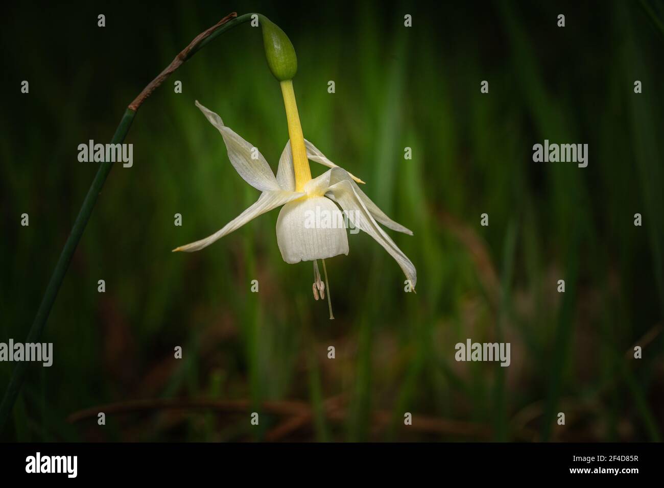 A beautiful "Angel's Tears" plant with a nodding flower Stock Photo - Alamy