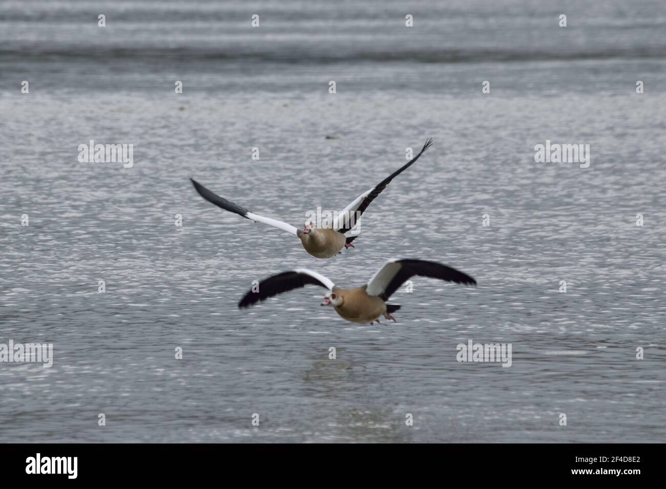 Thames wildlife hi-res stock photography and images - Alamy
