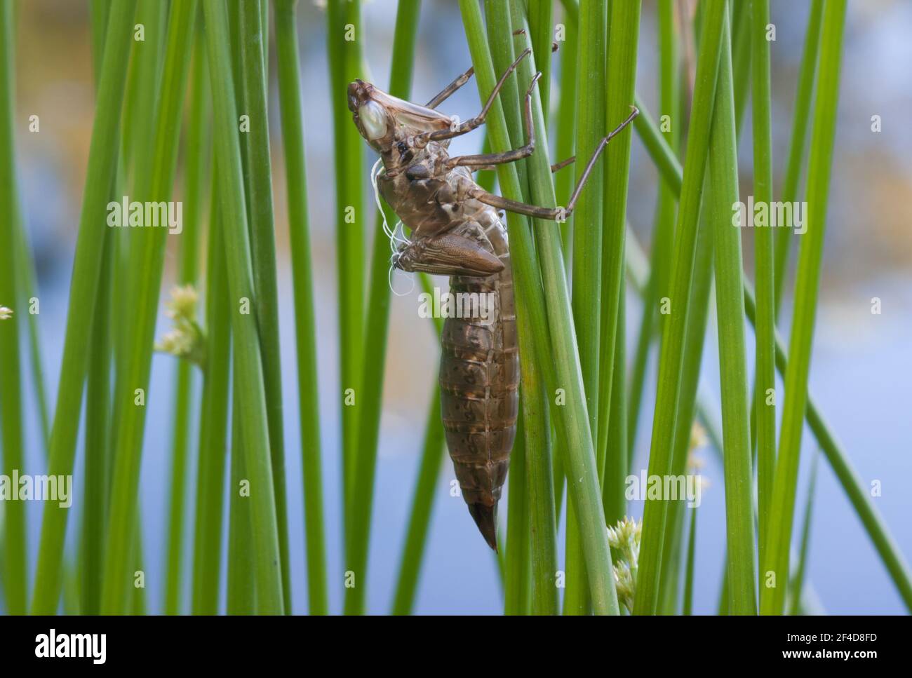Pupa shell hi-res stock photography and images - Alamy
