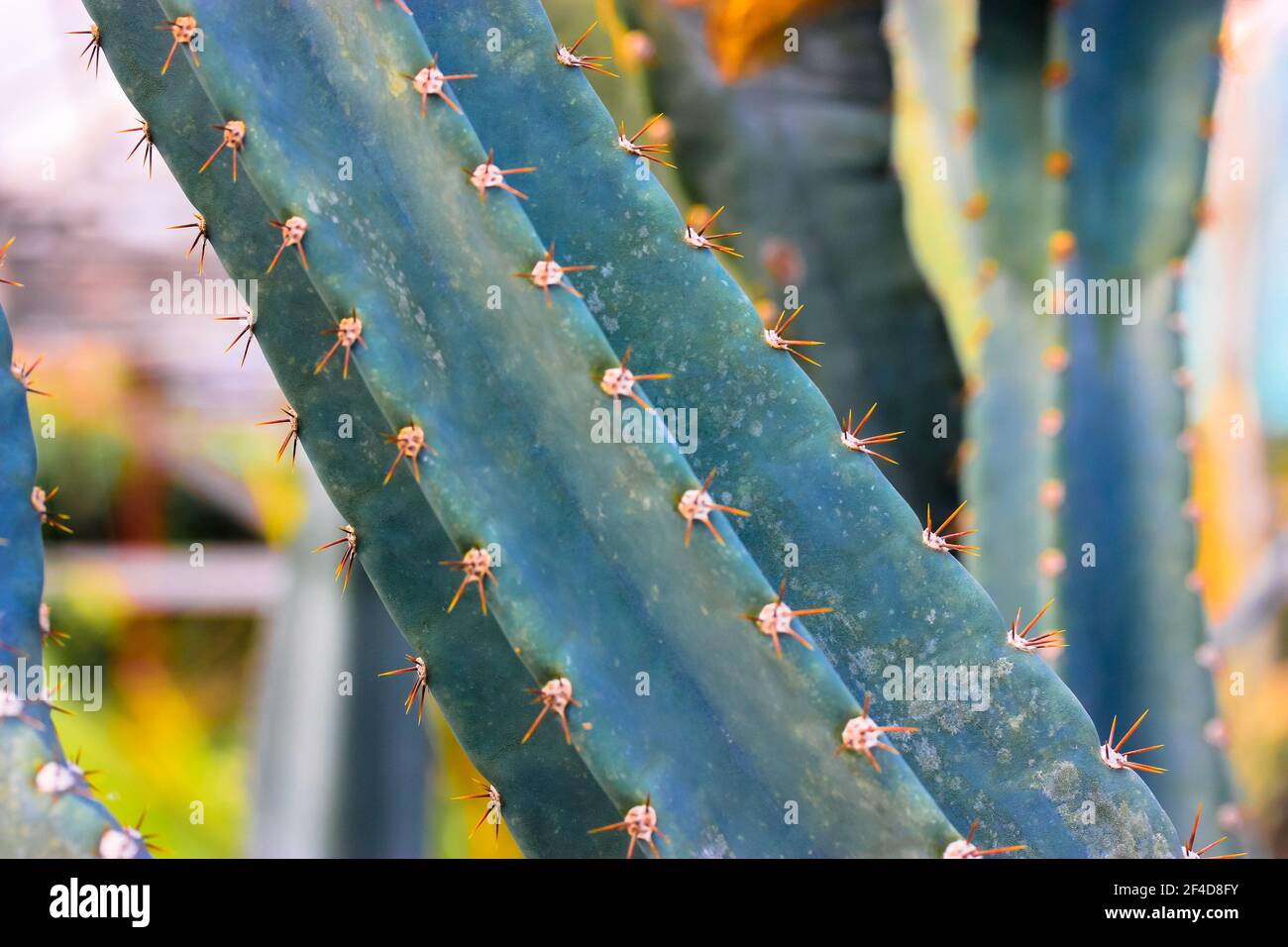 Beautiful green San Pedro Cactus with yellow thorns close-up ...