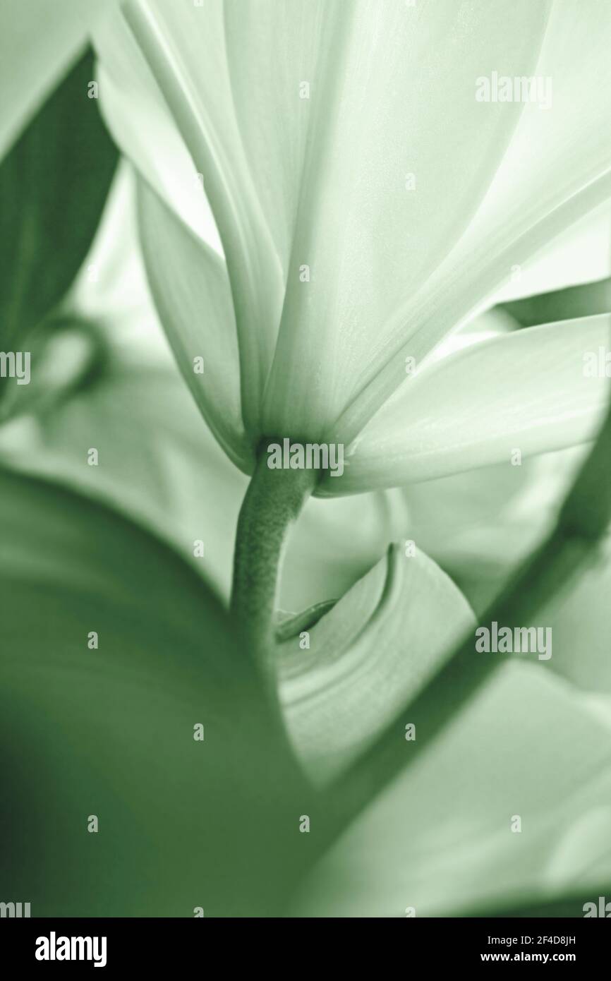 Lily buds hi-res stock photography and images - Alamy