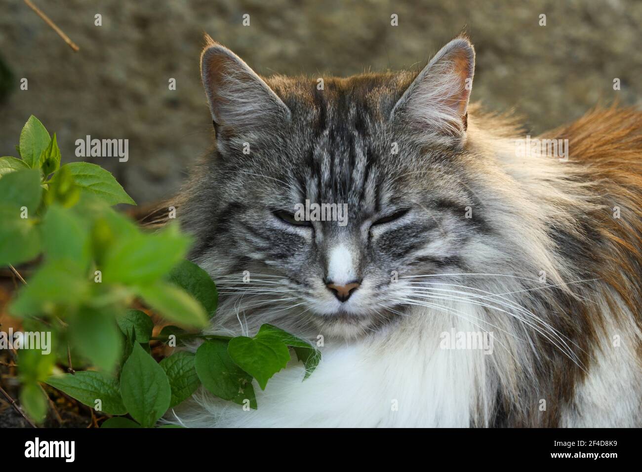 European domestic cat, Lyon, France Stock Photo - Alamy