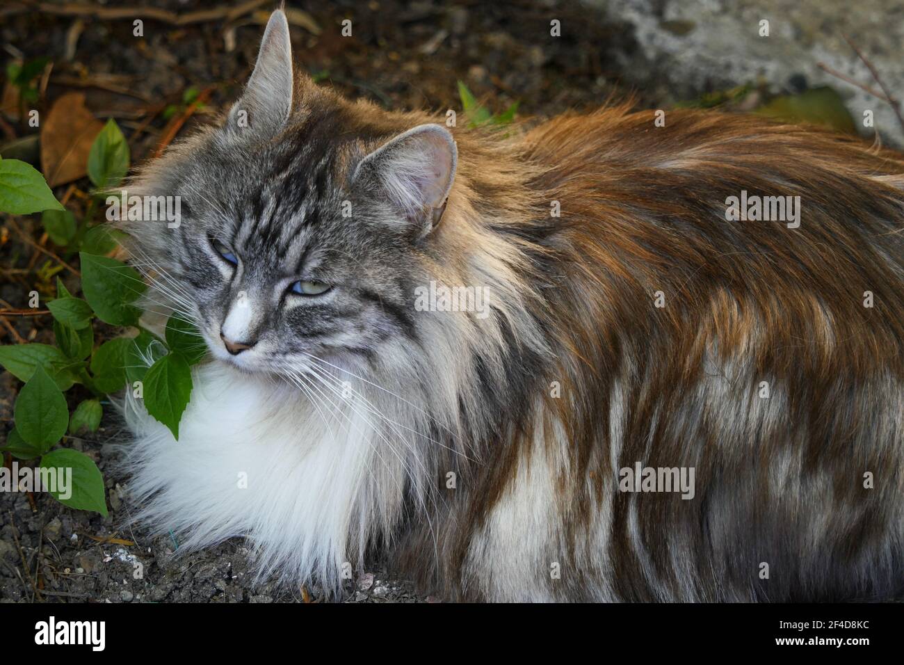 European domestic cat, Lyon, France Stock Photo - Alamy