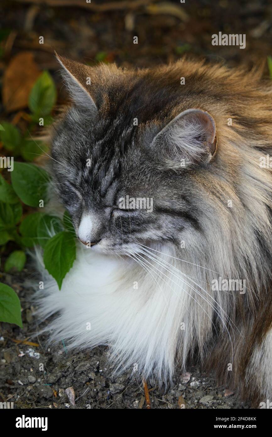 European domestic cat, Lyon, France Stock Photo - Alamy
