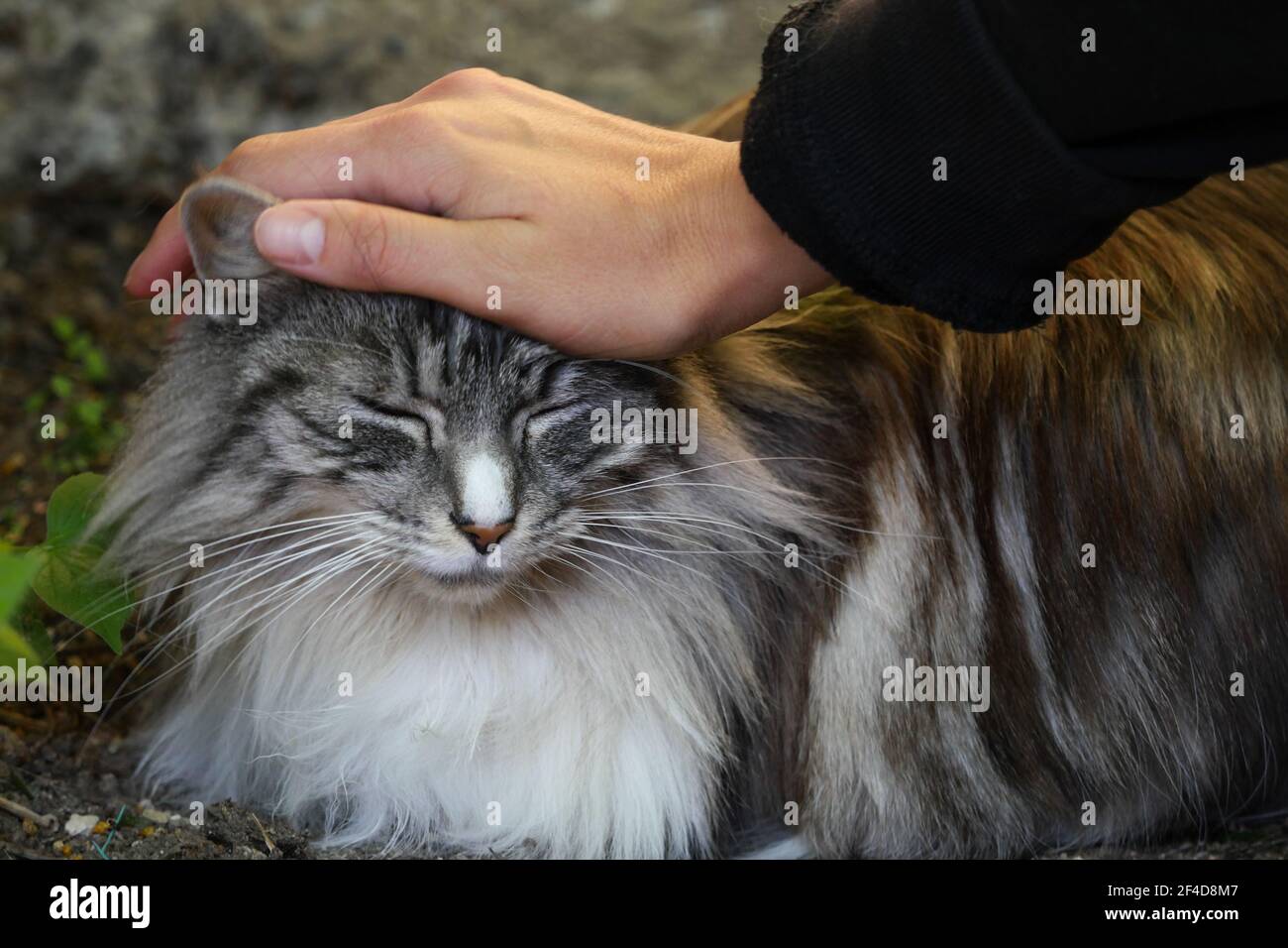 European domestic cat, Lyon, France Stock Photo - Alamy