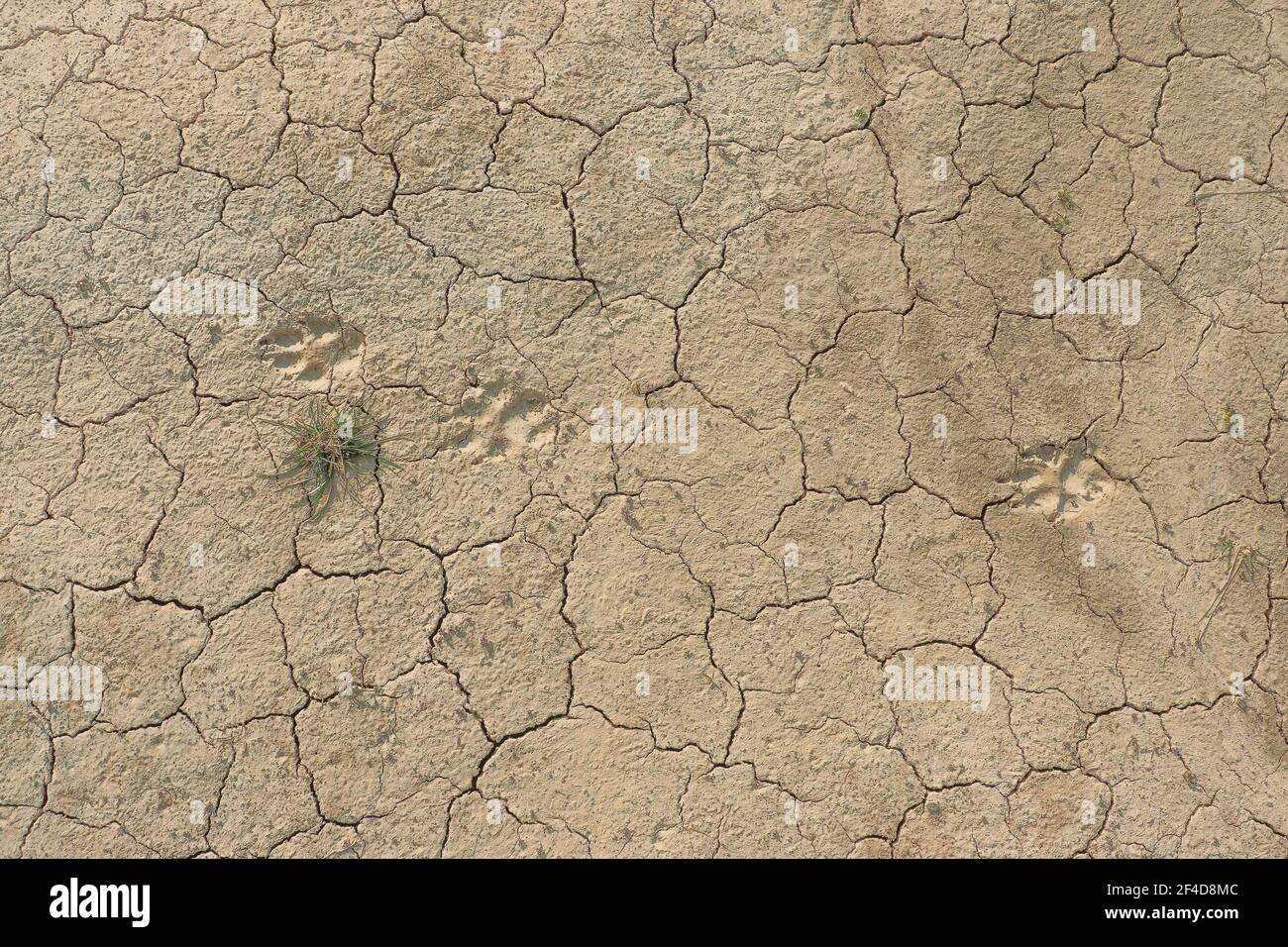 Garden grass footprints hi-res stock photography and images - Alamy