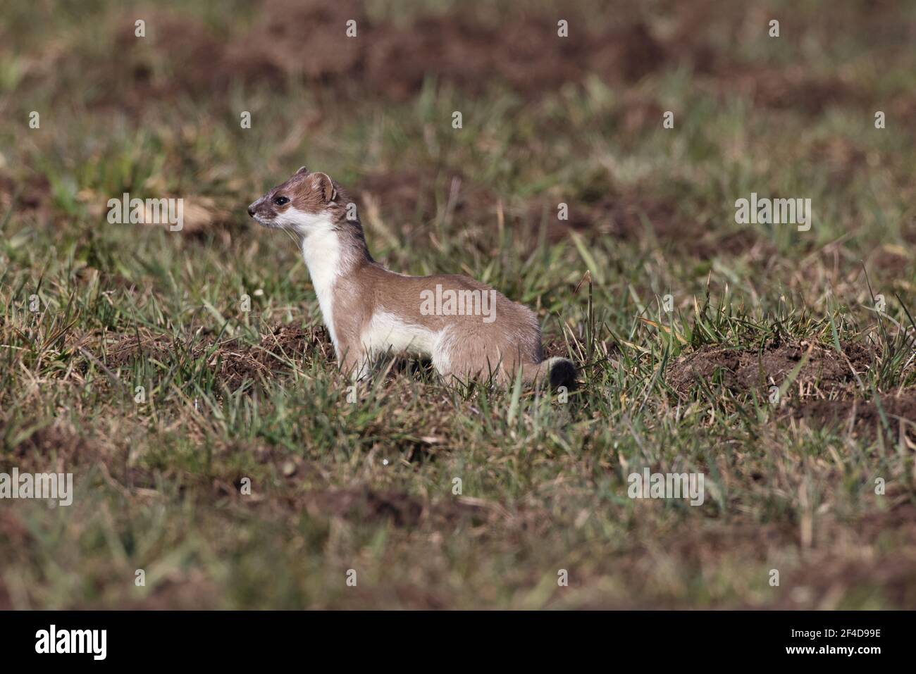 stoat (Mustela erminea) Swabian Alps Germany Stock Photo - Alamy