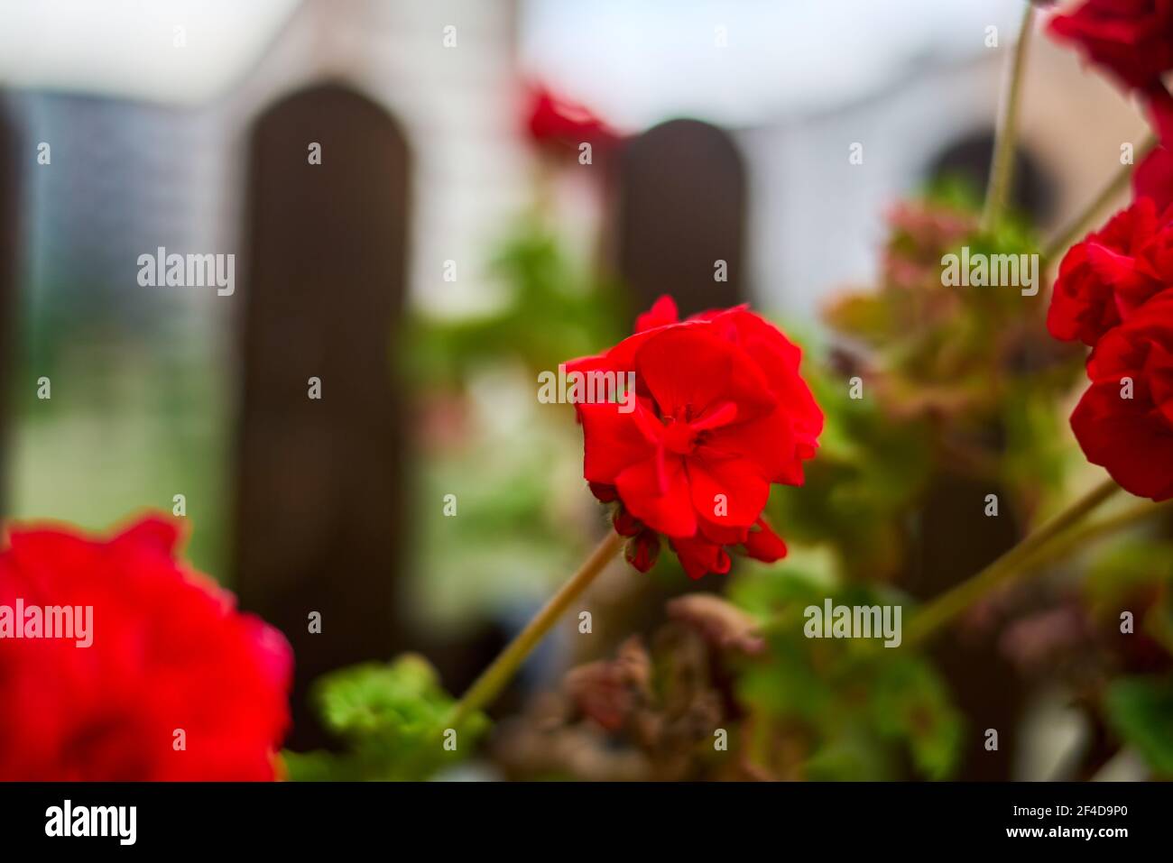 Geranium isolated red hi-res stock photography and images - Alamy