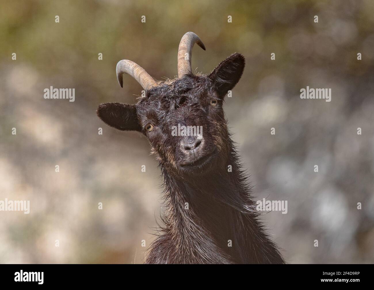 Feral goat scotland hi-res stock photography and images - Alamy