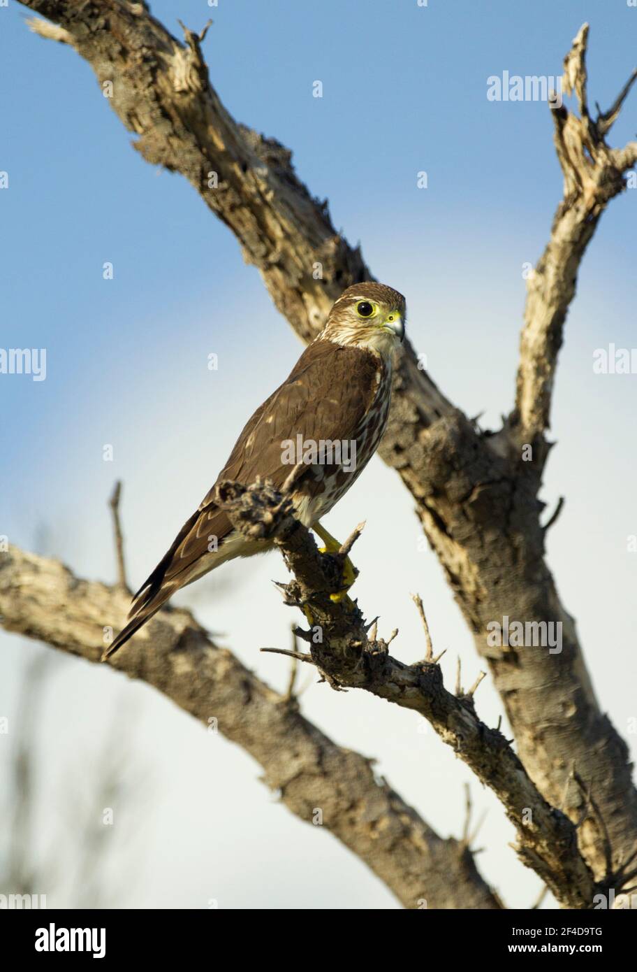 Kestrel resting in tree hi-res stock photography and images - Alamy