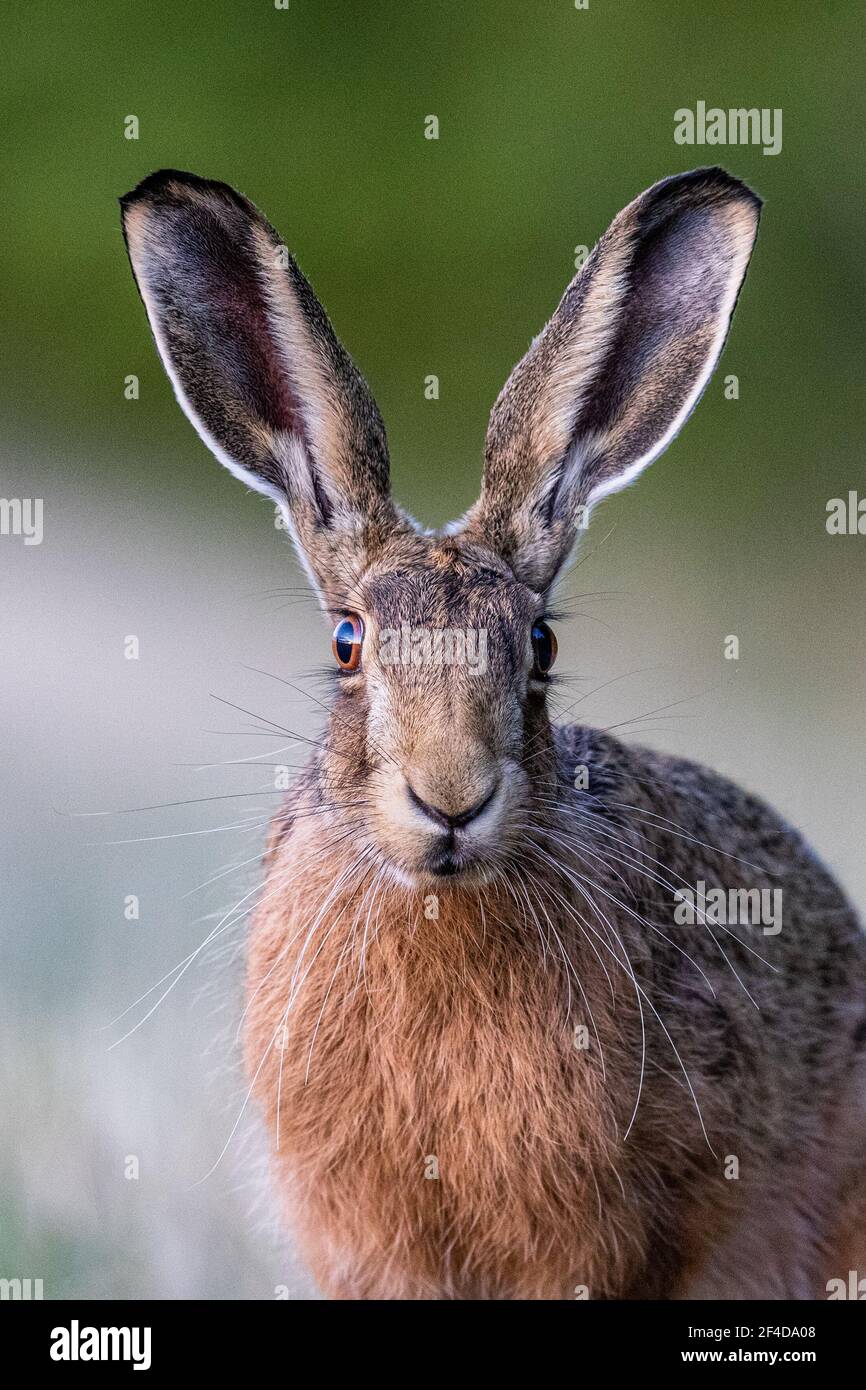 All Ears High Resolution Stock Photography and Images - Alamy