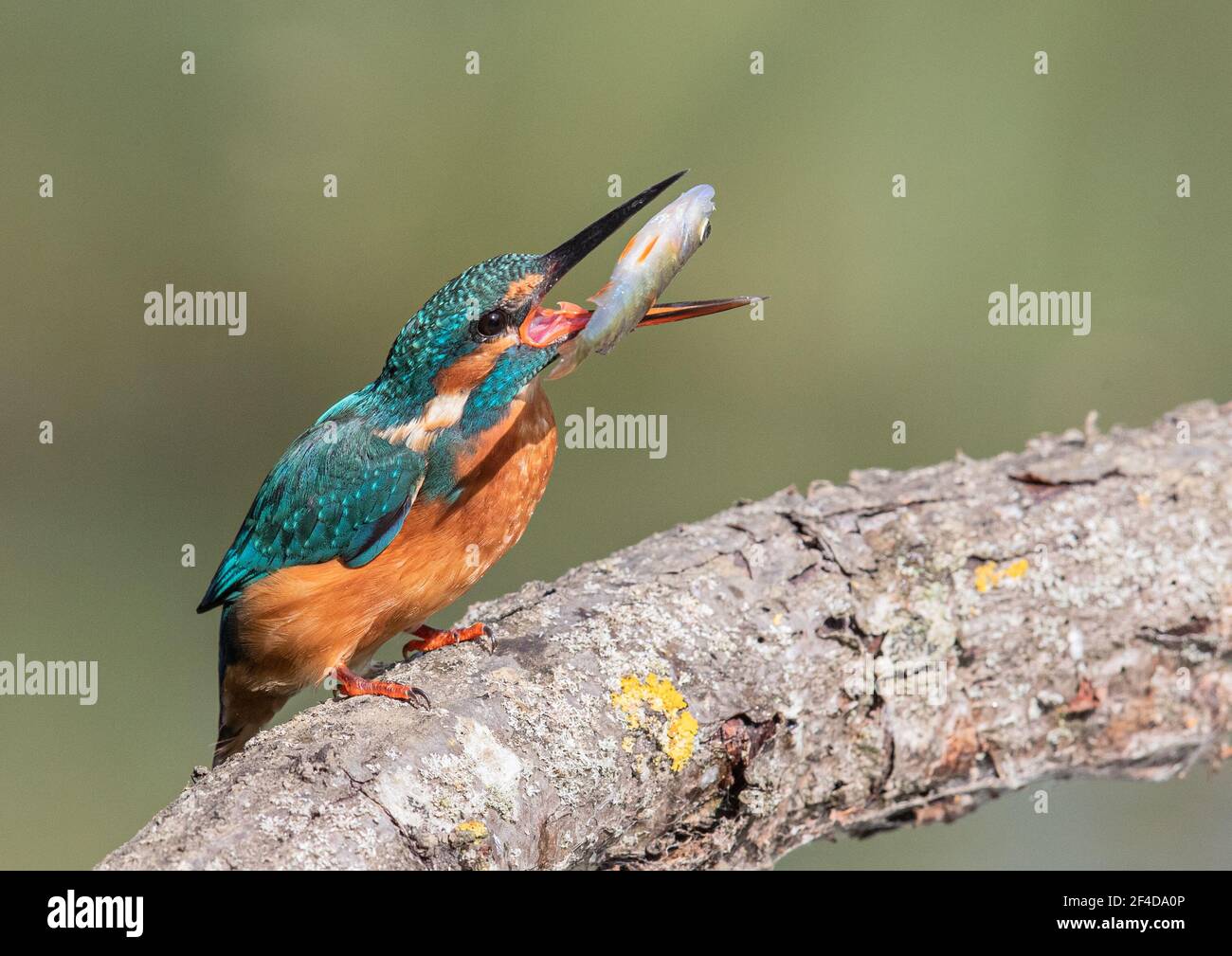 Kingfisher catching and tossing a fish for supper - Suffolk, England ...