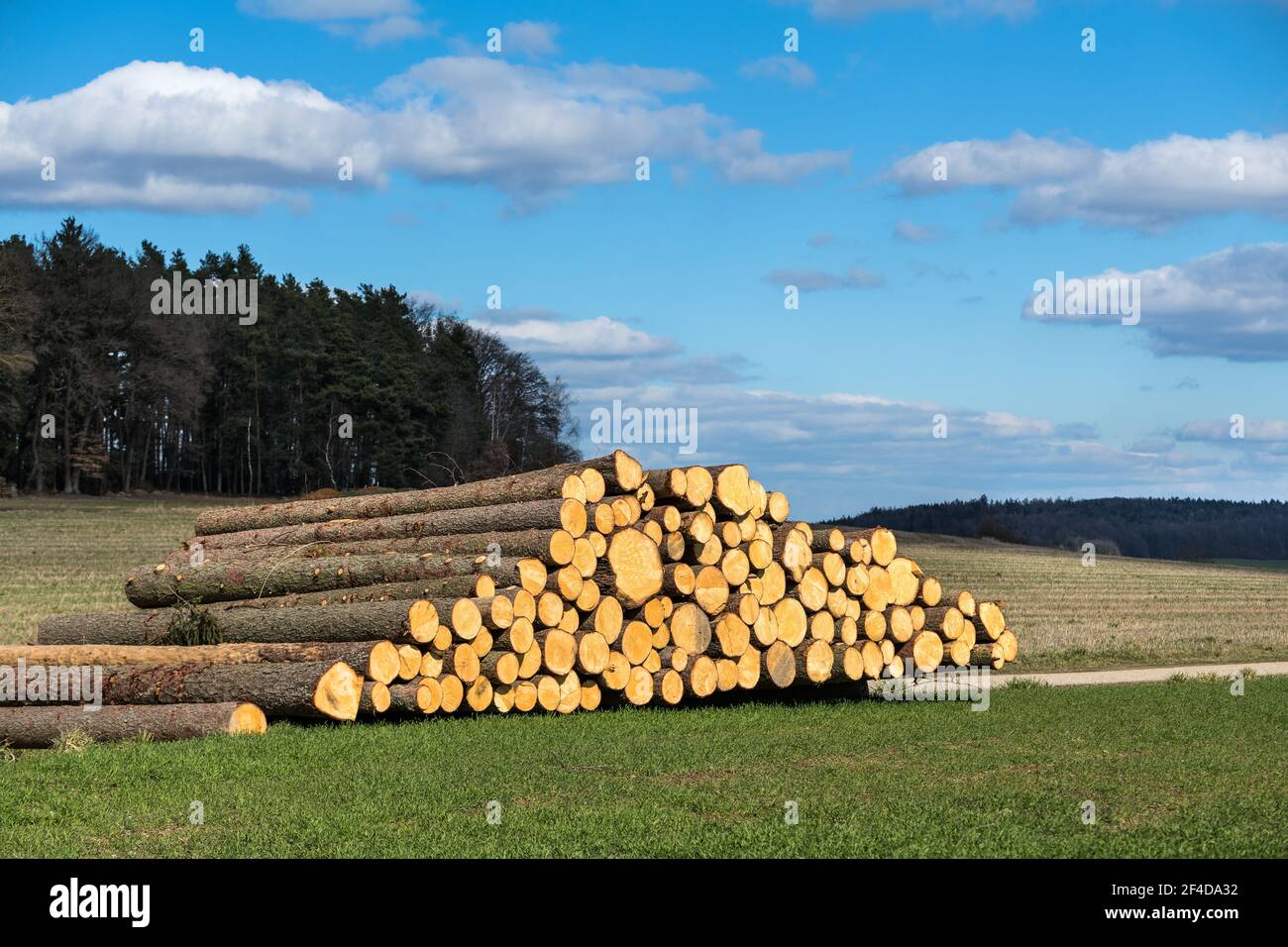 freshly cut tree trunks piled up on the side of the road ready for ...