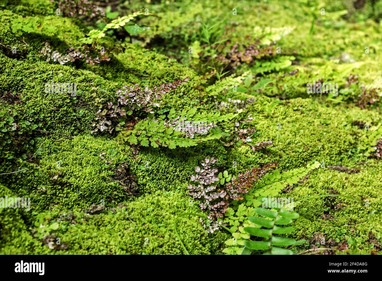 Real pretty charming green moss and grass at south day Stock Photo - Alamy